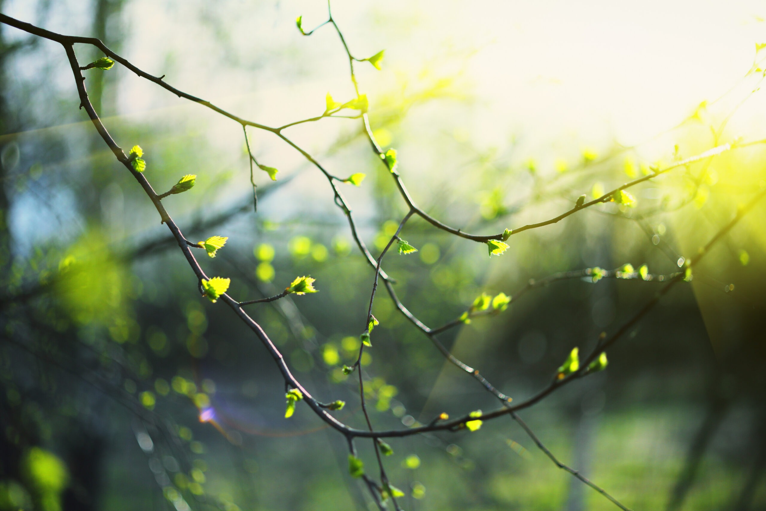 Spring Tree Check-Up: Spotting Issues as Dormancy Ends - Justin Dugan's ...